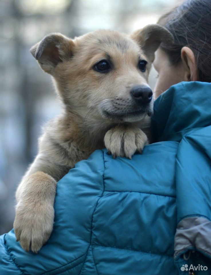 Ласковая умная девочка щенок, будет среднего разме