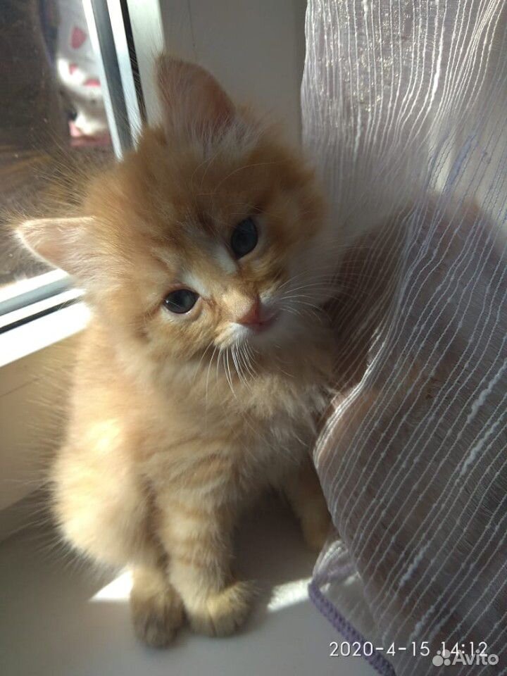 Котята пушистики