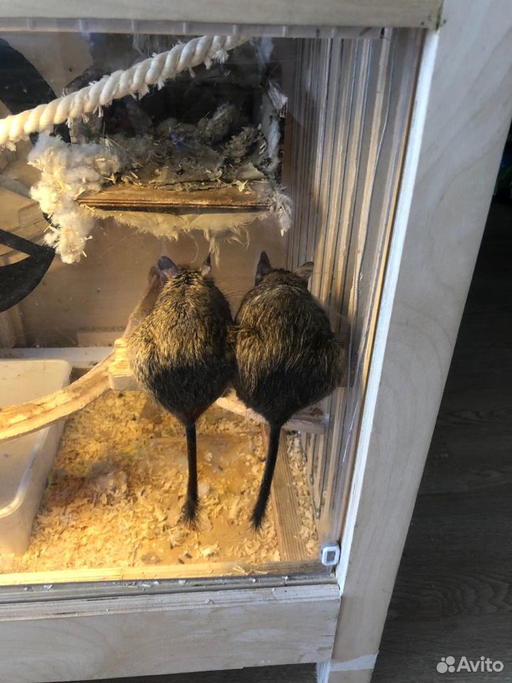 Дегу в хорошие руки