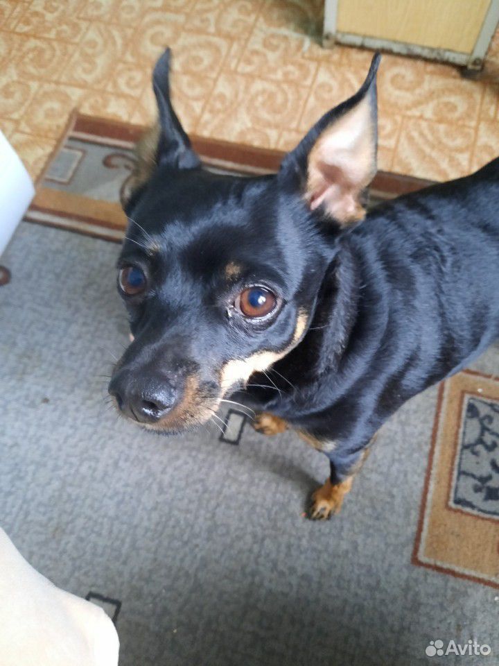 Цвергпинчер или Той найден