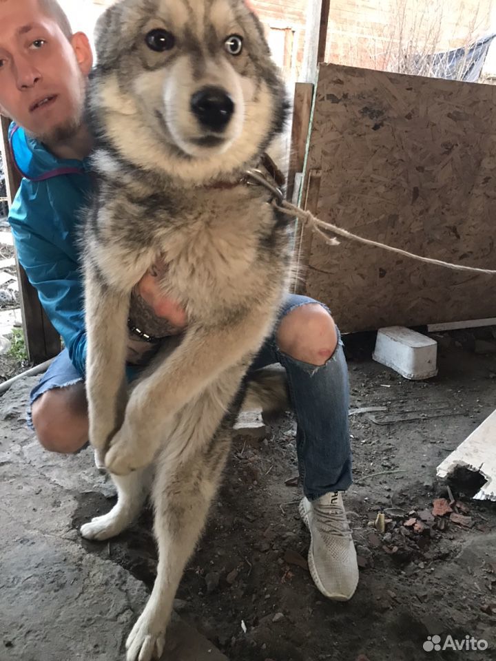 Собака