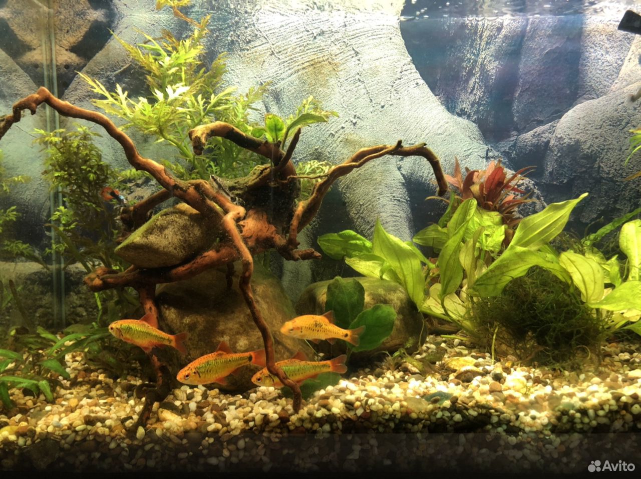 Барбусы шуберта