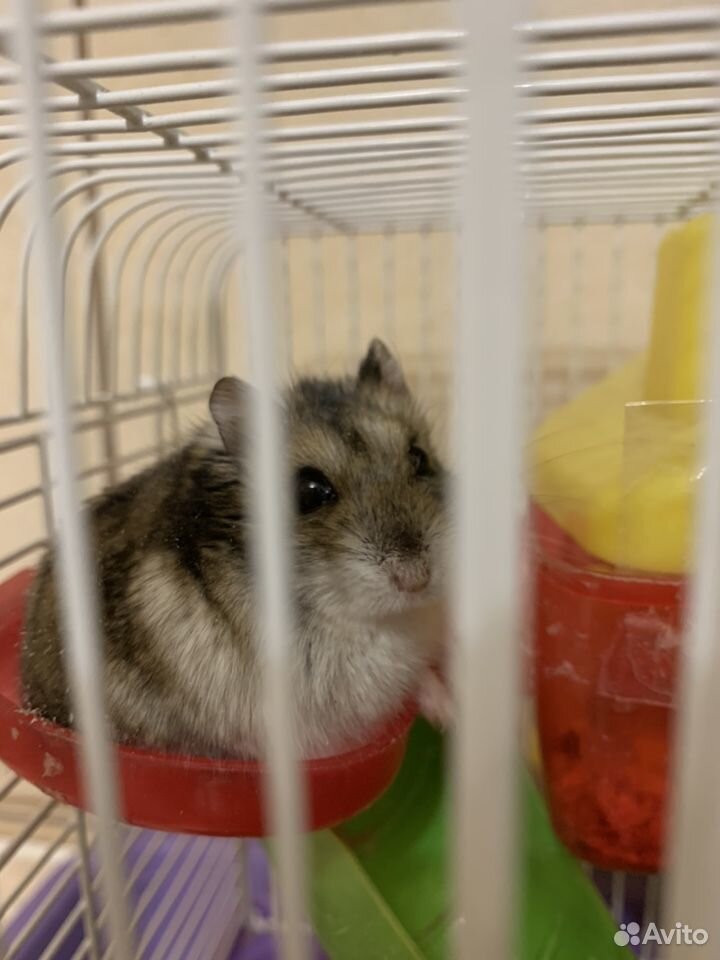 Отдам джунгарского хомяка