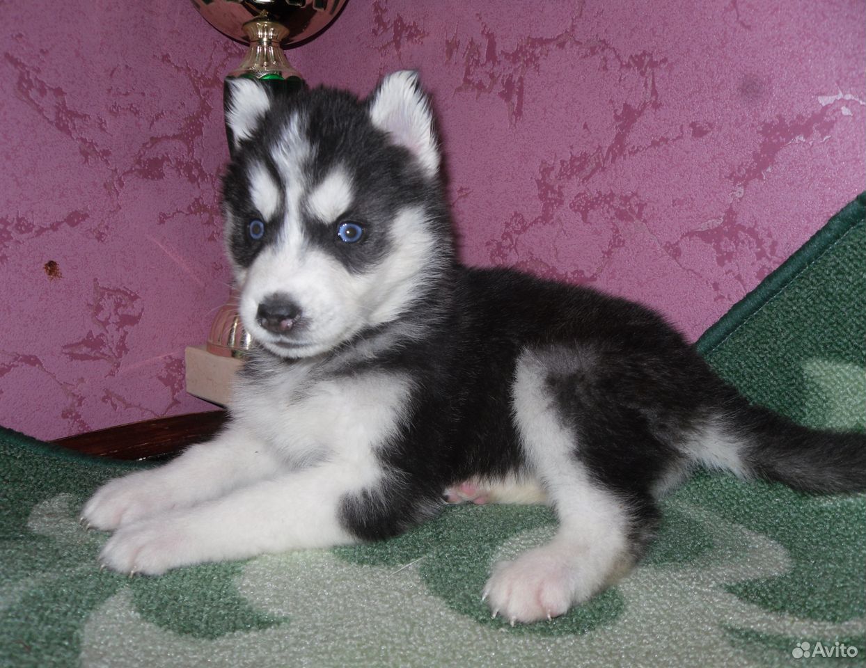 Для дома и души милые щенки