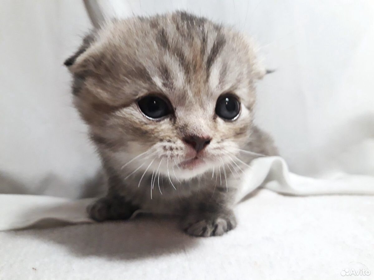 Шотландская