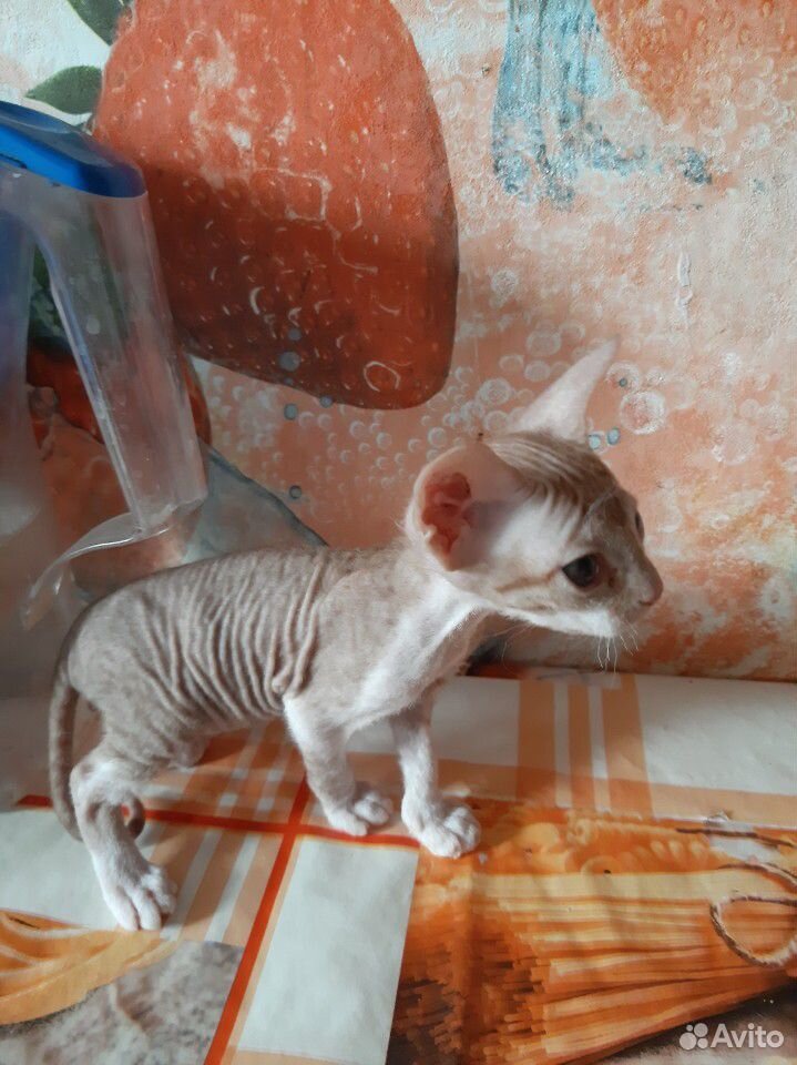 Сфинкс браш