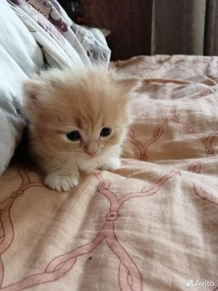 Сибирские котята