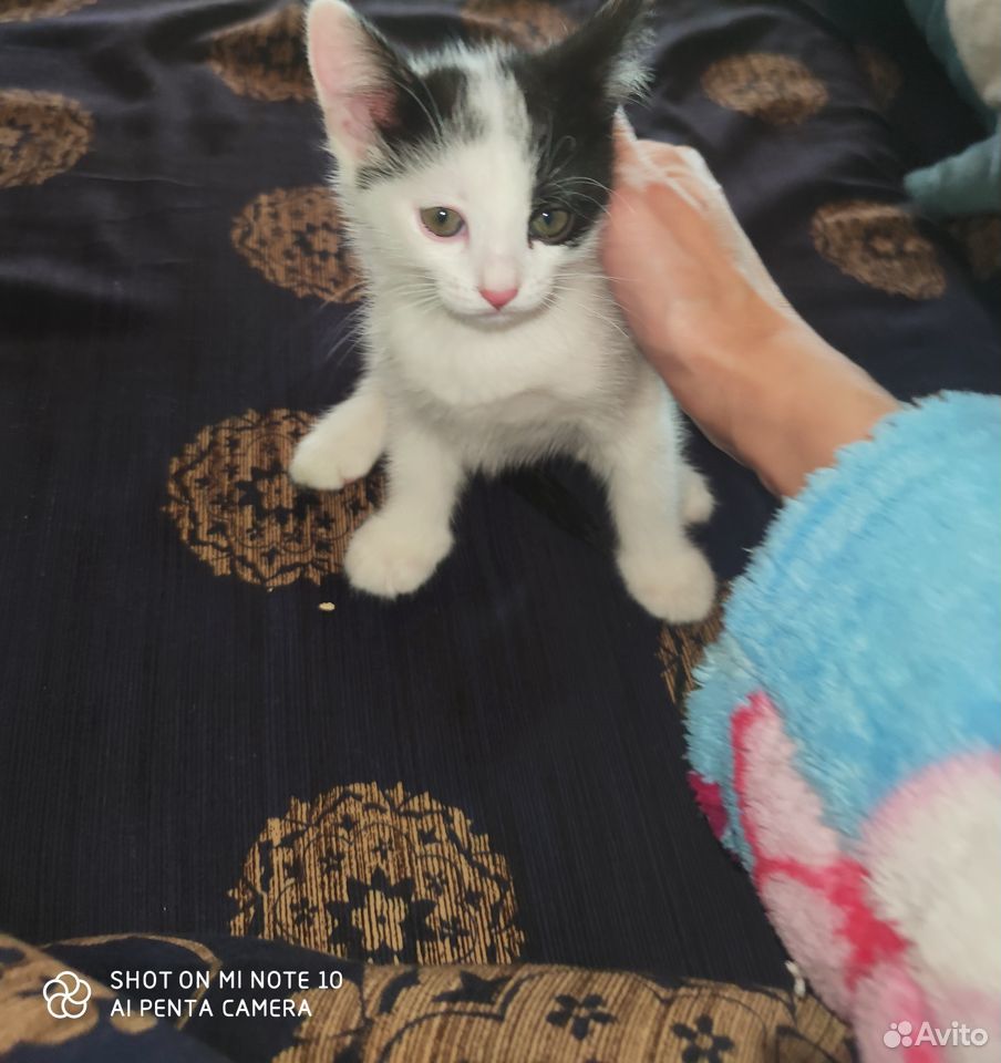Отдам котенка в хорошие руки