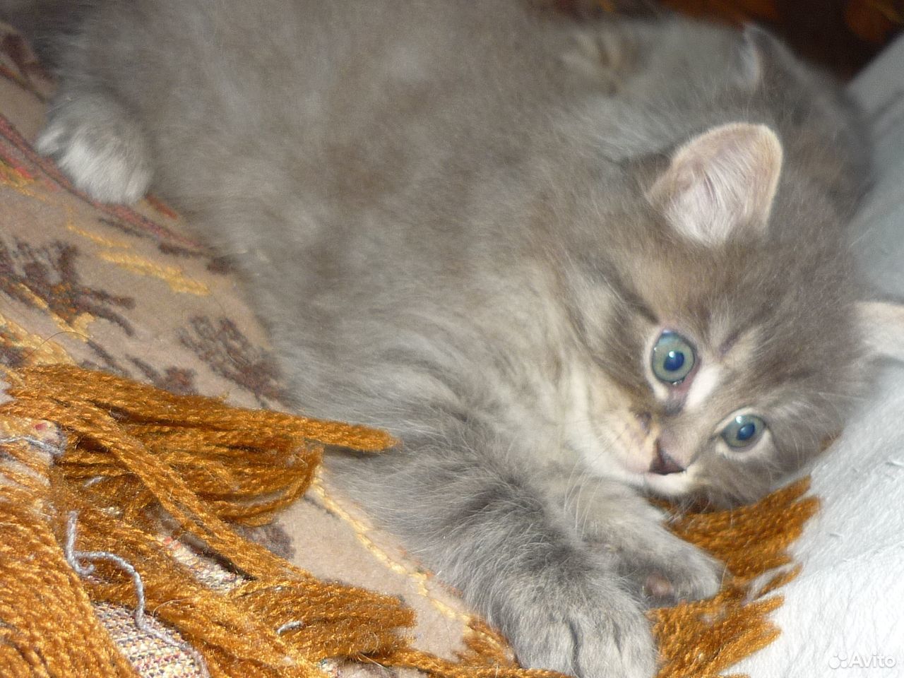 Кот на миллион
