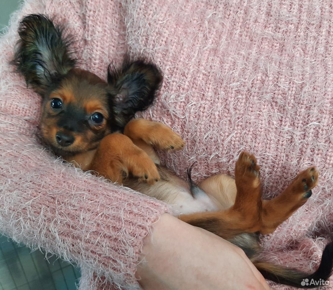 Русский той