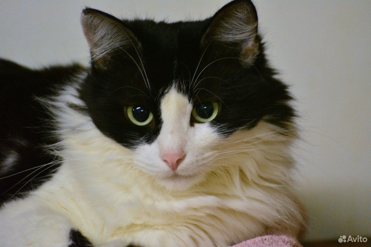 Очаровательная Веста в добрые руки