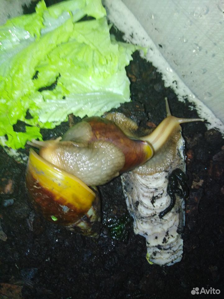 Отдам 2-ух улиток ахатин с приданным