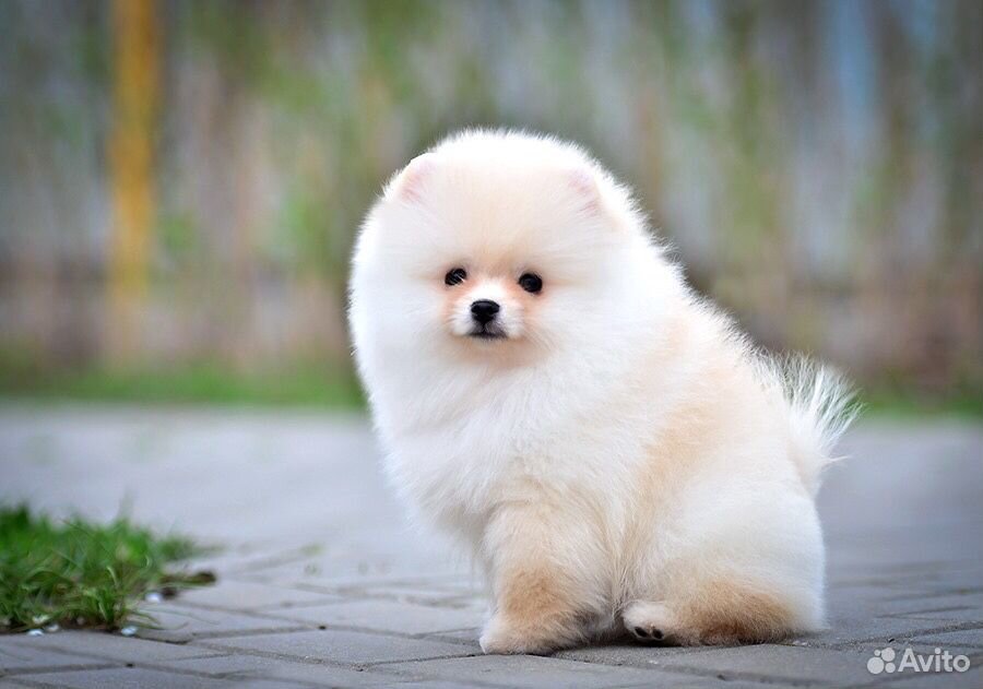 Кремовый красавчик