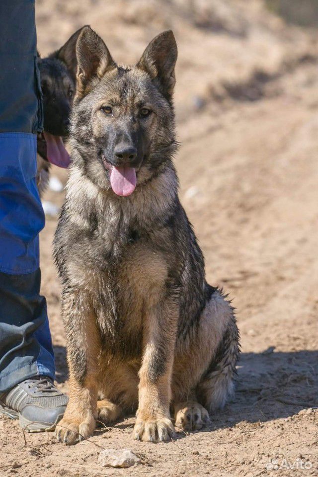Подросток немецкой овчарки рр