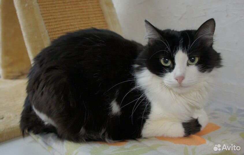 Очаровательная Веста