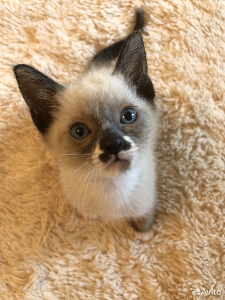 Котята Сноу-Шу