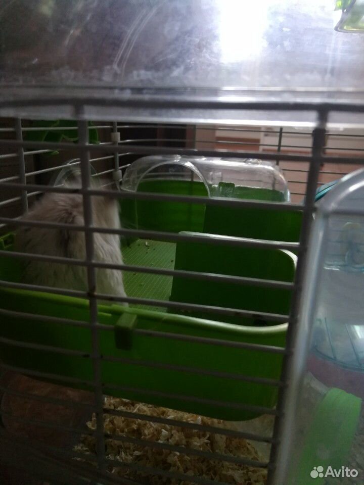 Хомяк хомка