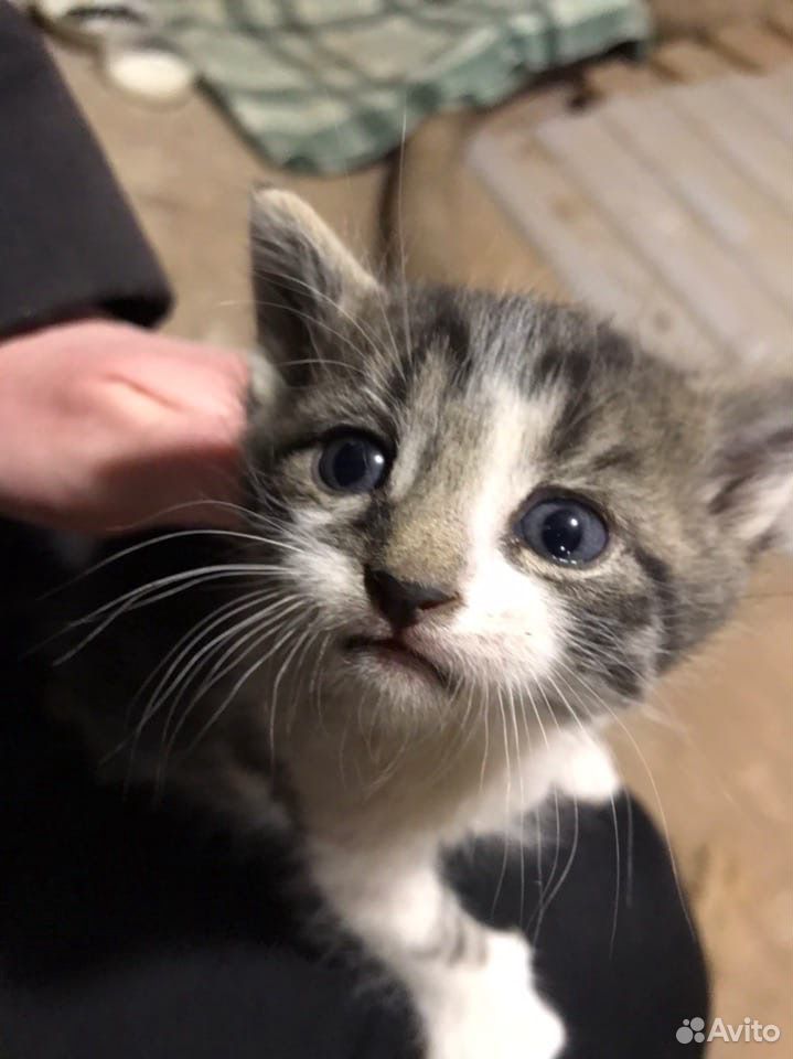 Котята в хорошие руки