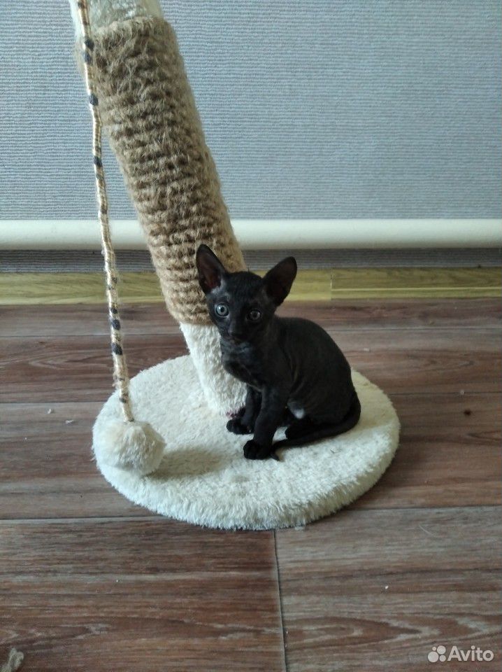 Котята корниш-рекс