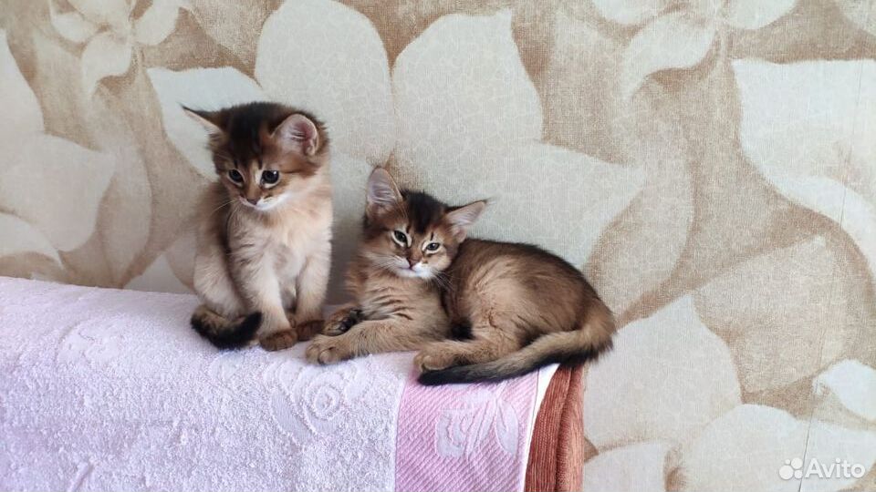 Сомалийские котята
