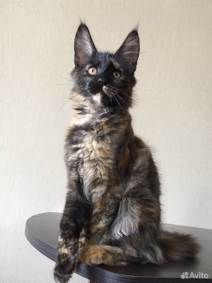 Maine coon девочка