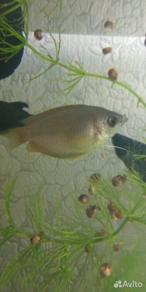 Пара молинезиц и пара медовых гурами