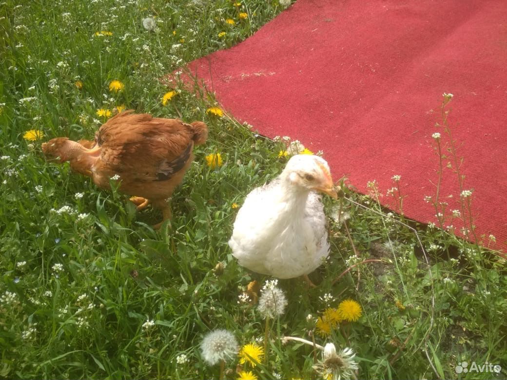 Циплята Фрунцузского бройлера