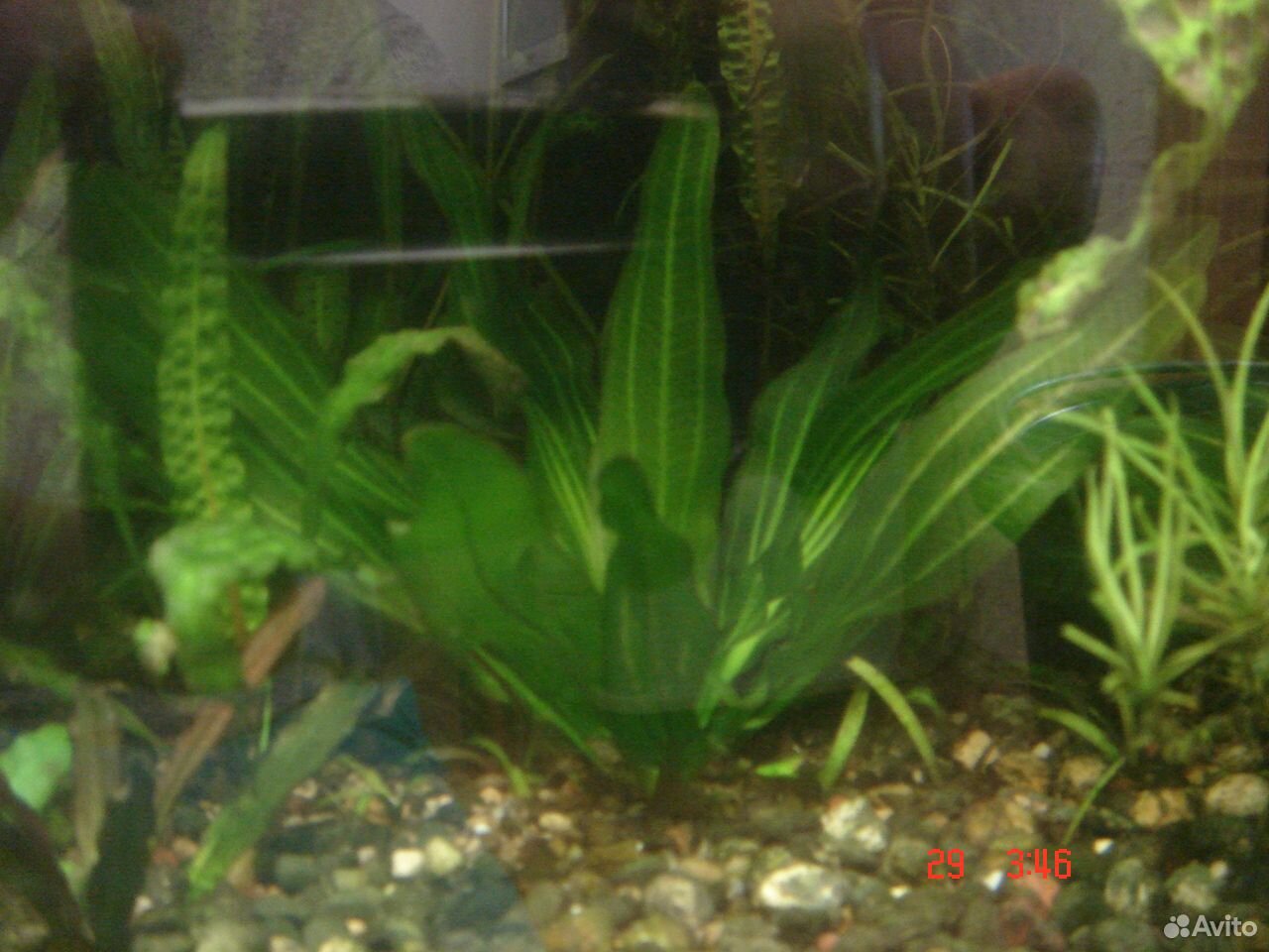 Продажа рыб и растений