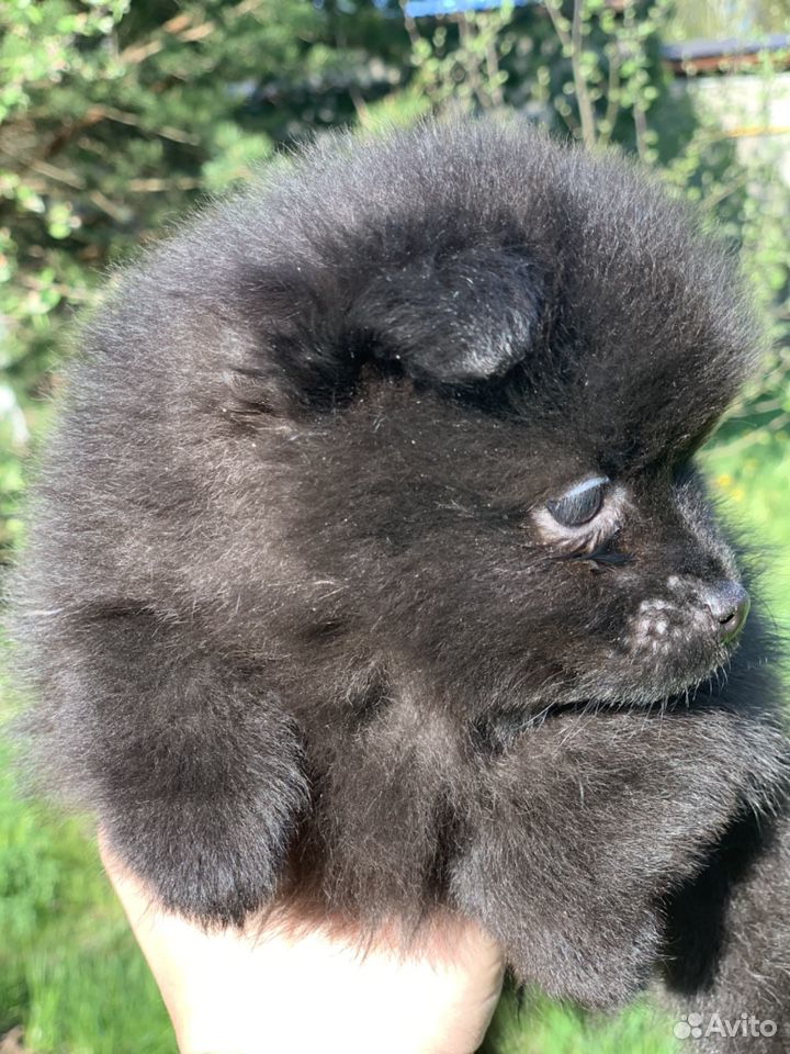 Продаются немецкие шпицы(мишки)