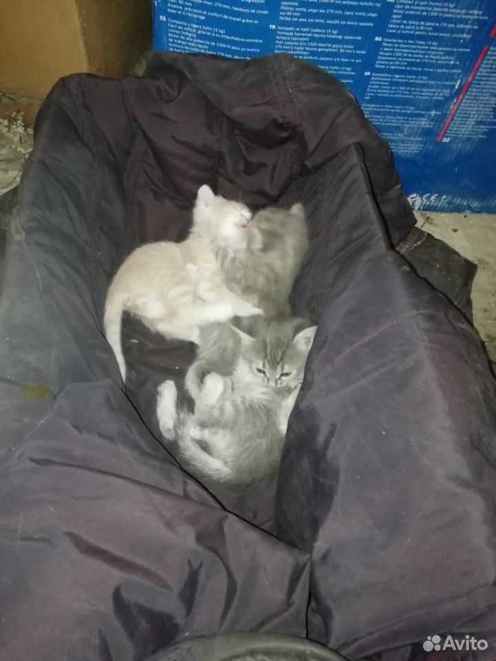 Котята