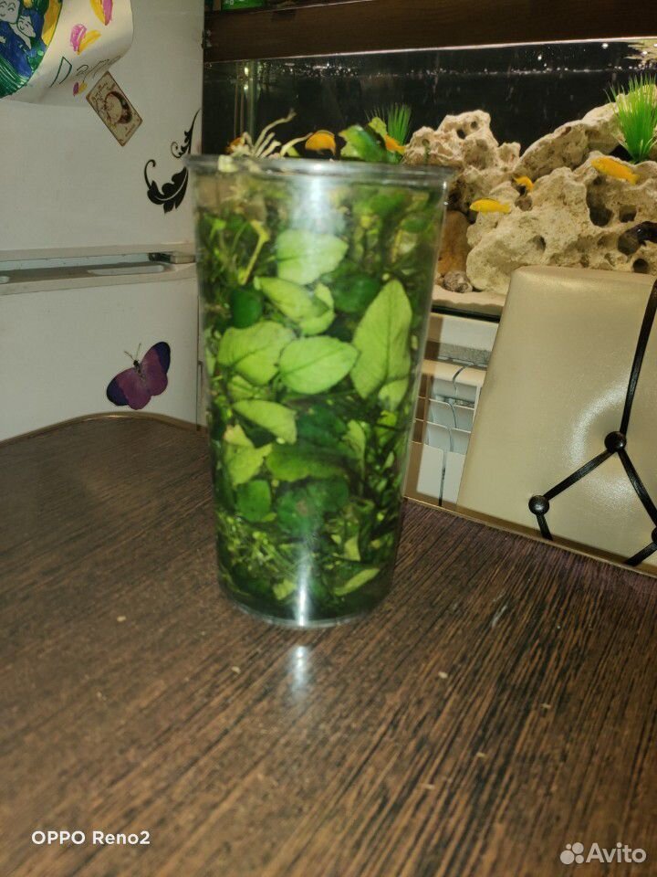 Анубиасы отдам