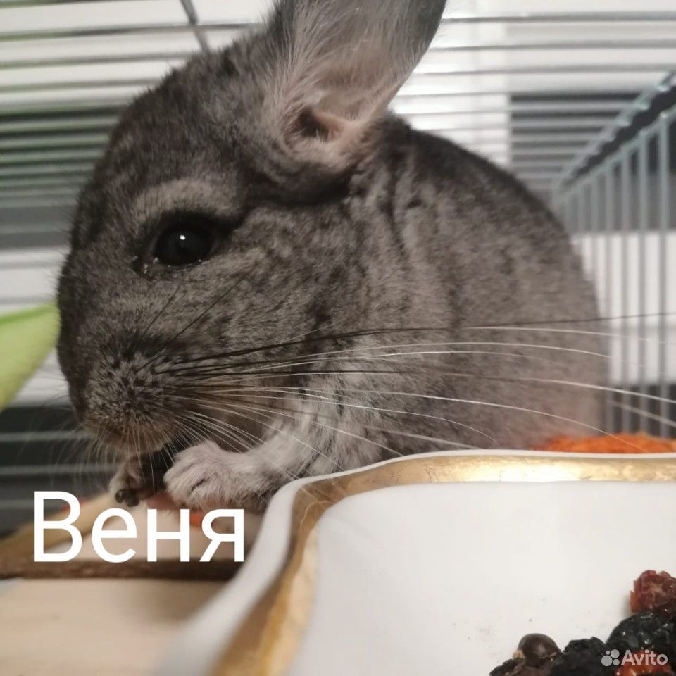 Шиншилла. Милейшие создания Ваш дом
