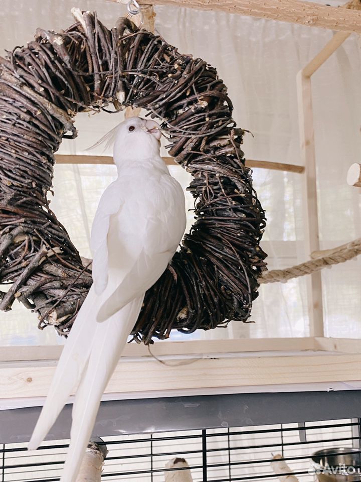 Корелла Альбинос