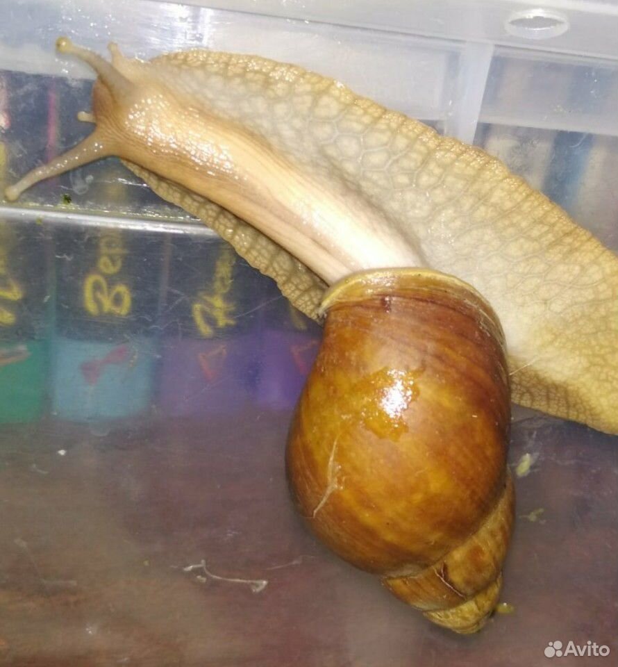 Подарю Три улитки ахатины с контейнером