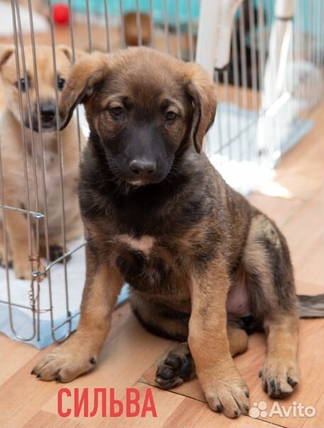 Щенок Сильва