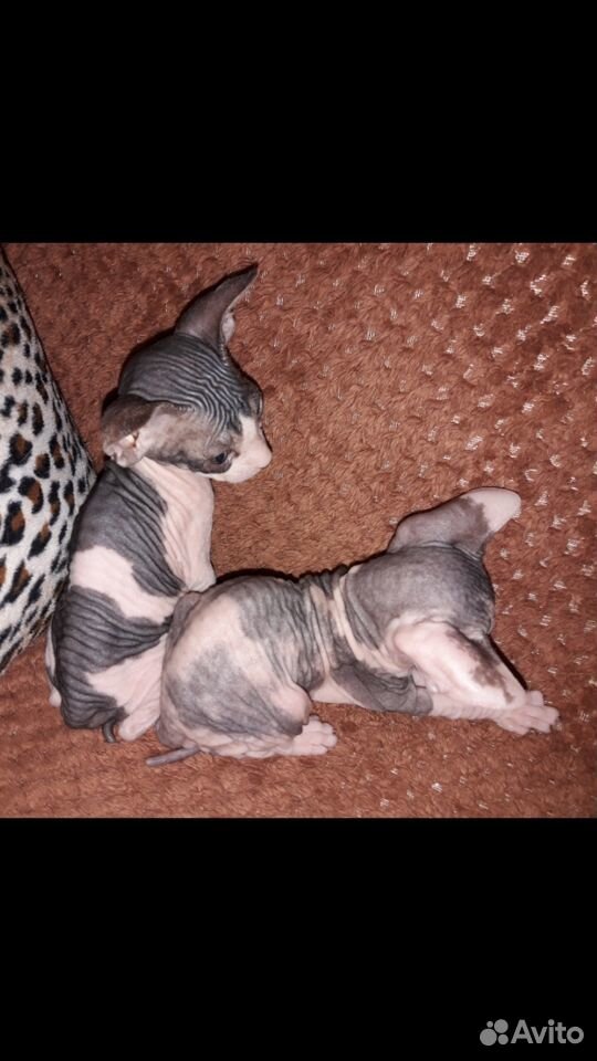 Малыши сфинксы