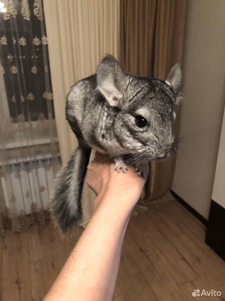 Отдам в добрые надёжные руки шиншилу