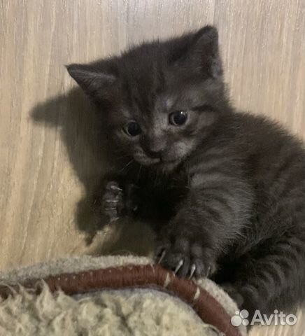 Котёнок британец
