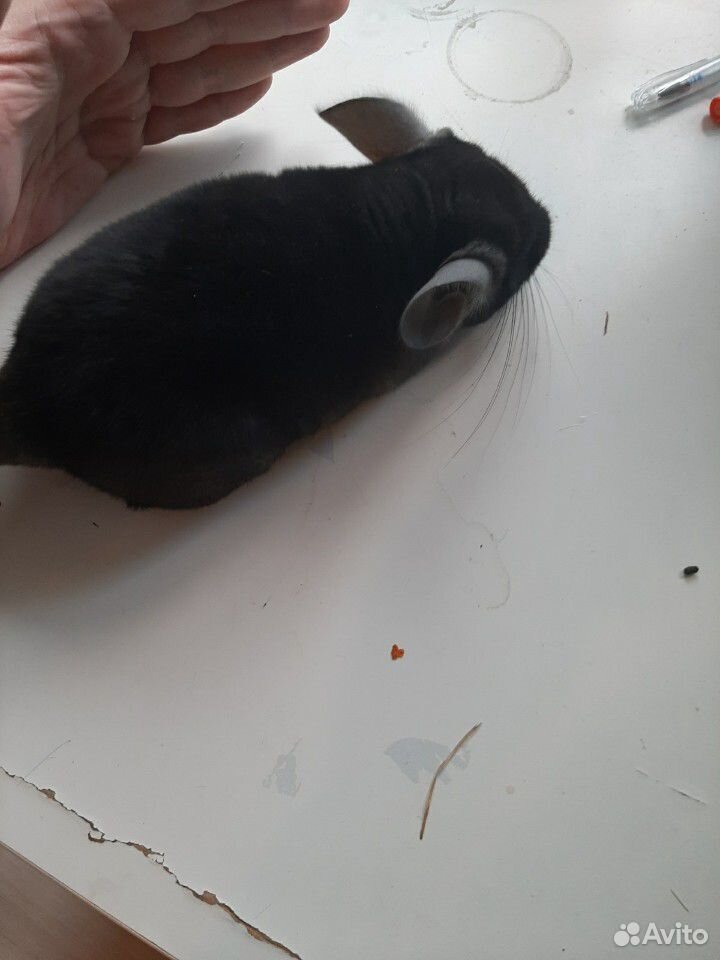 Шиншилленок черный девочка