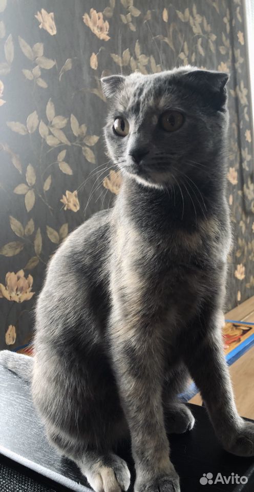 Вислоухая кошка трехцветная