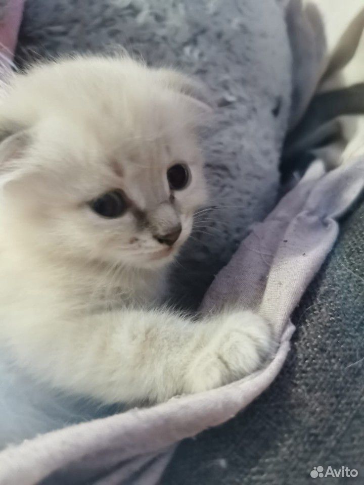 Котята вислоухие