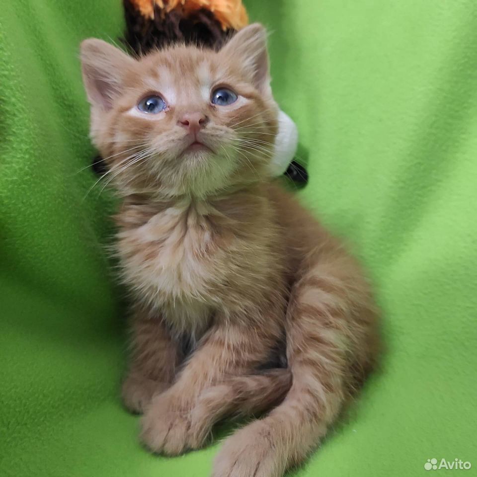 Котята ищут дом и любящую семью