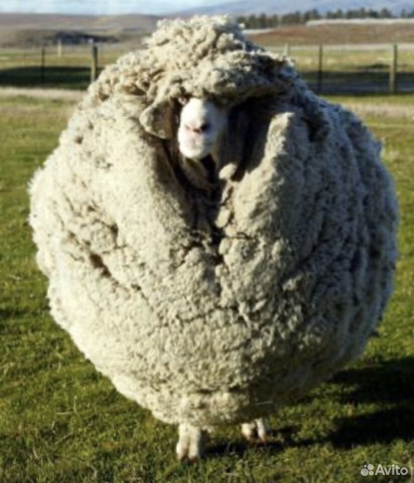 Шерсть баранья, овечья