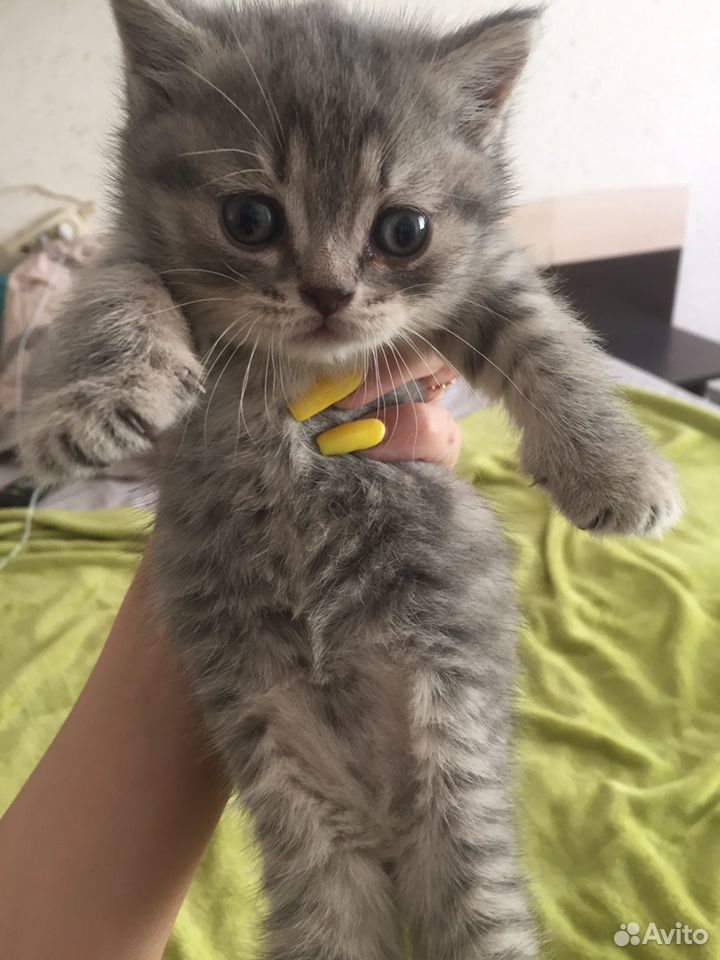 Шотландский котёнок (девочка)