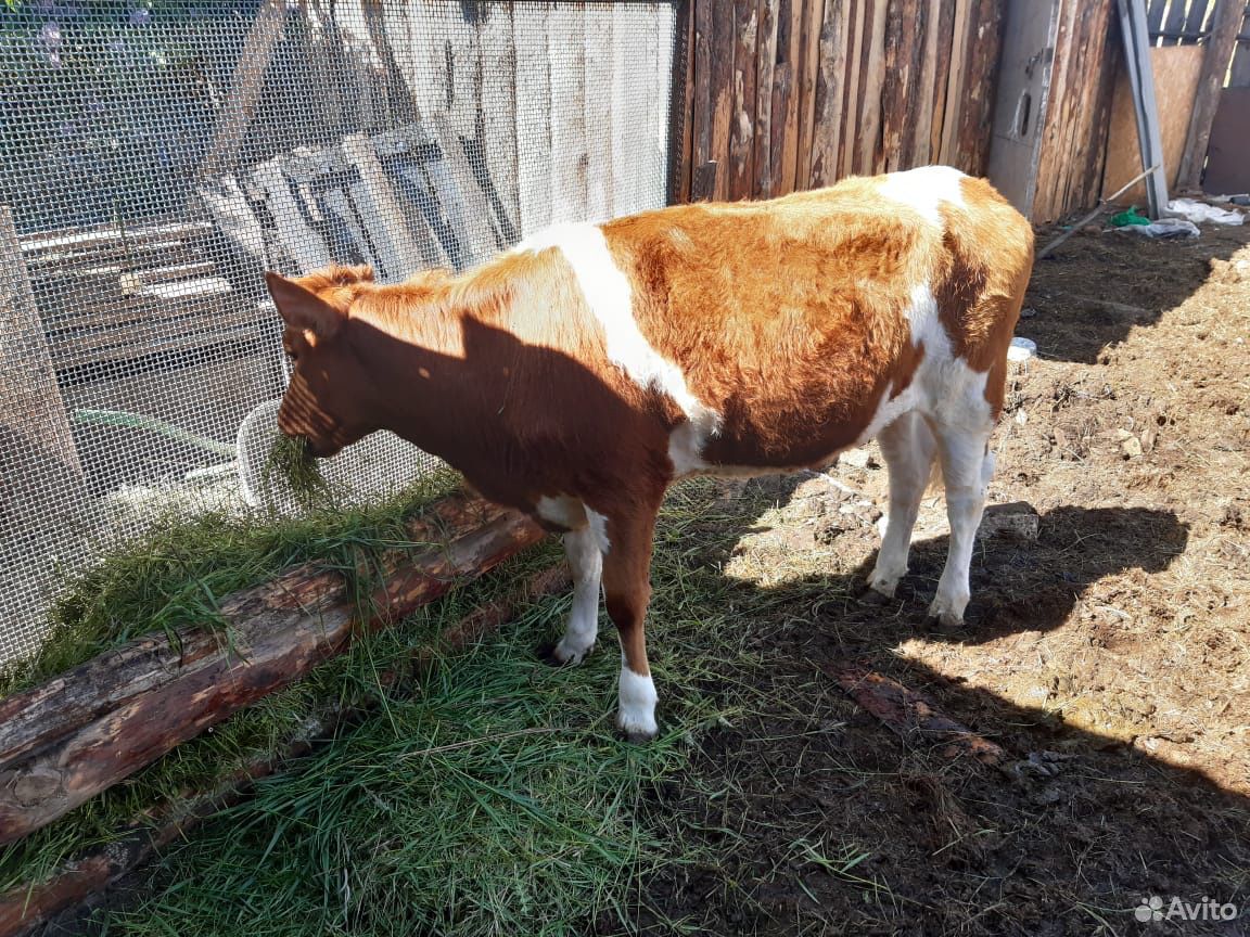 Продаю молодую тёлочку