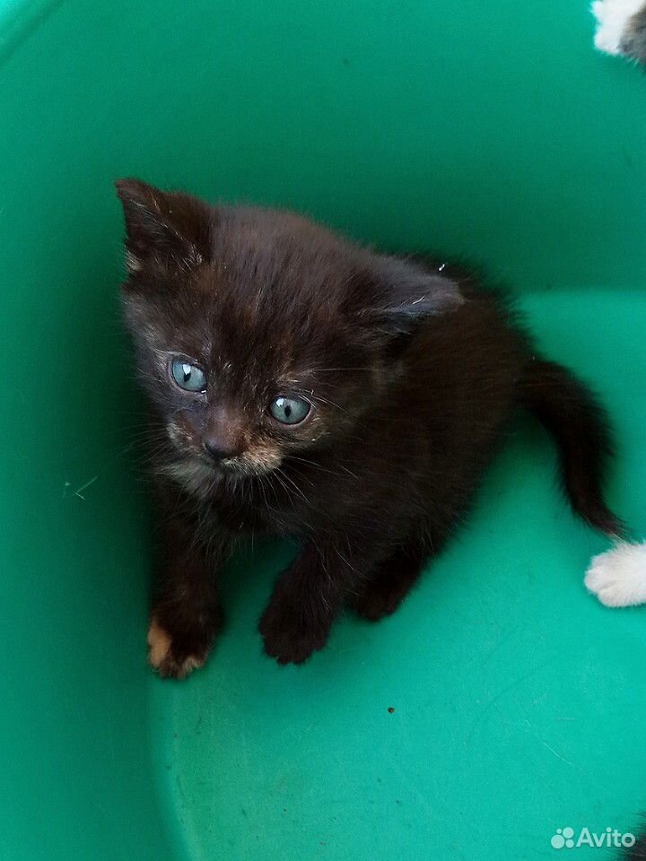 Кошка