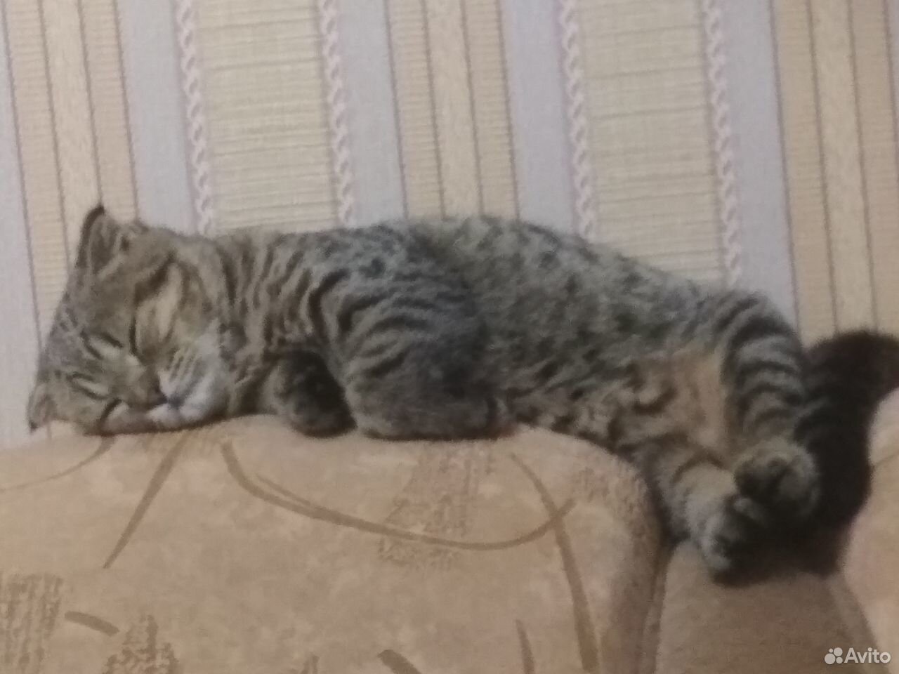 Кот на вязку