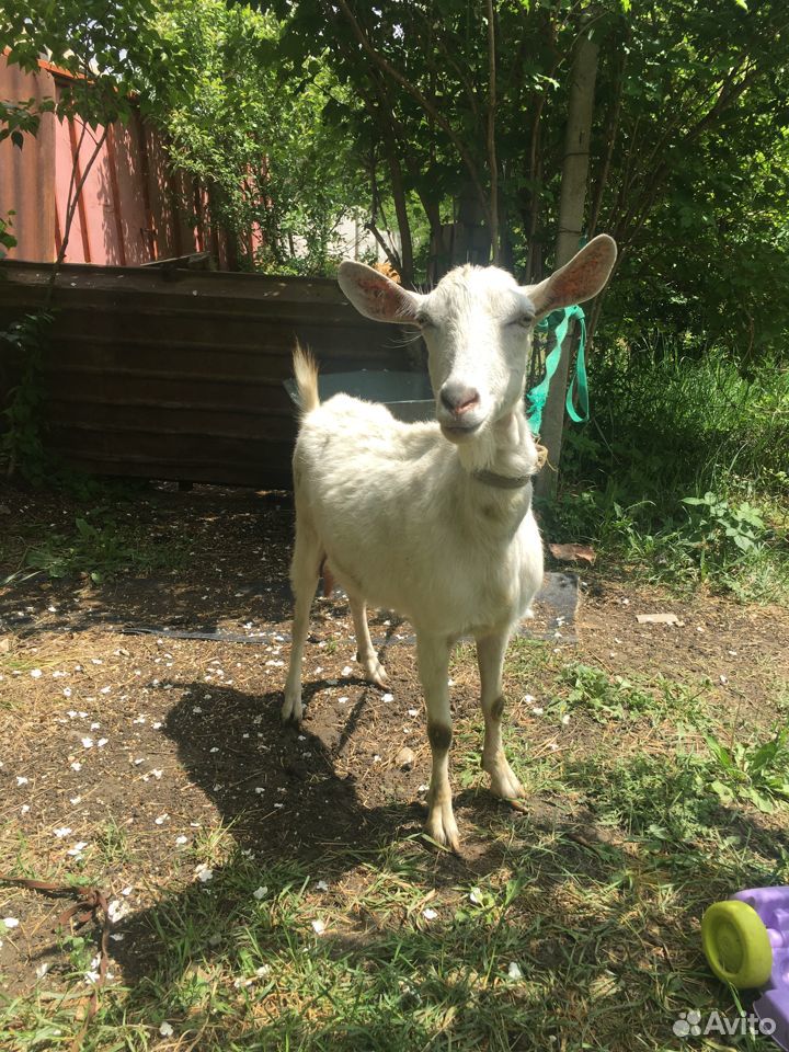 Коза дойная