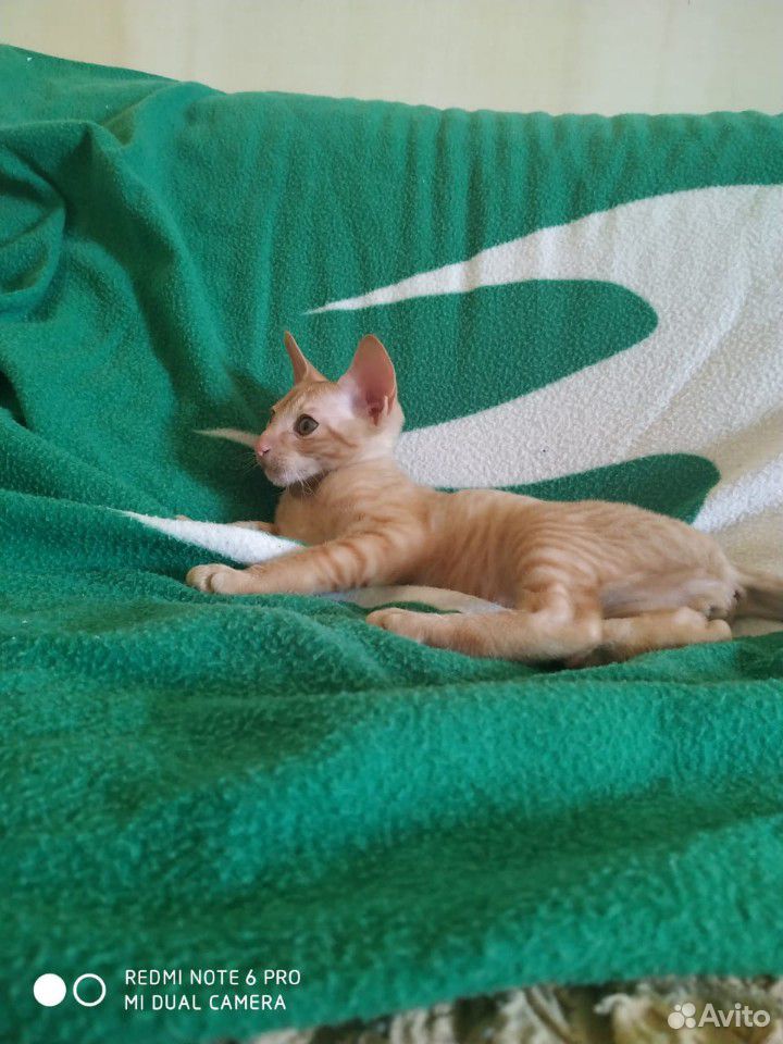 Рыжий котенок корниш рекс