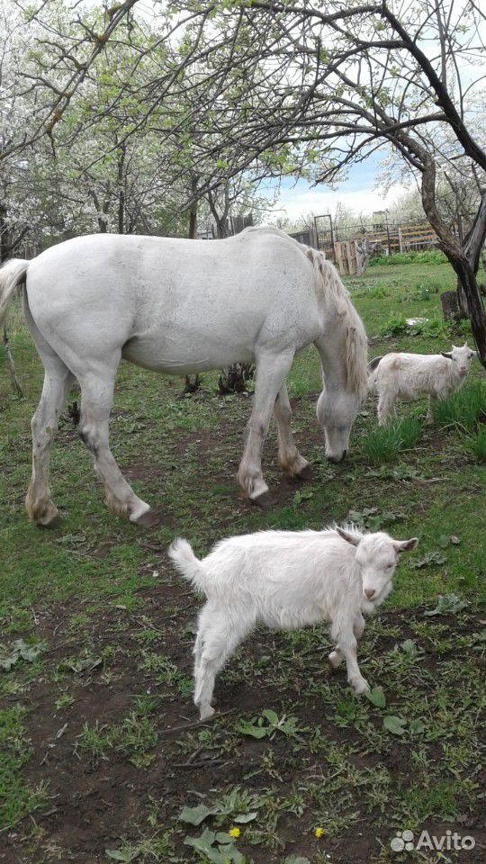 Лошадь, карета, сани